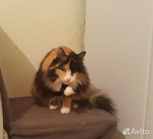 Кошка Фроська