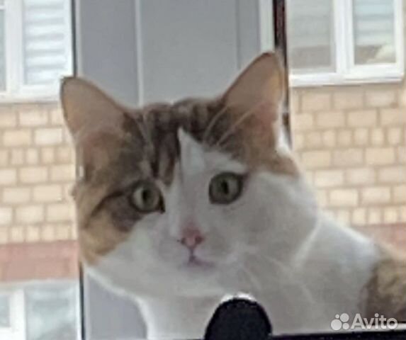 Кот курильский бобтейл