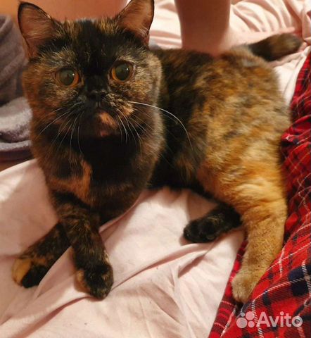 Экзотическая кошка ищет кота