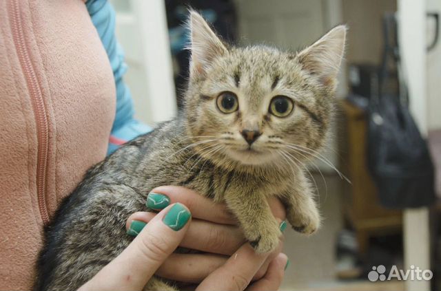 Котята,девочки