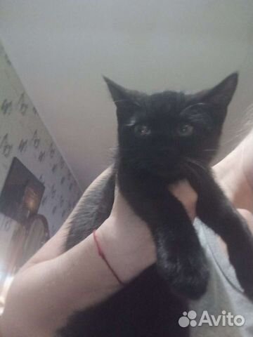 Отдам в добрые руки котёнка, три месяца, игривая