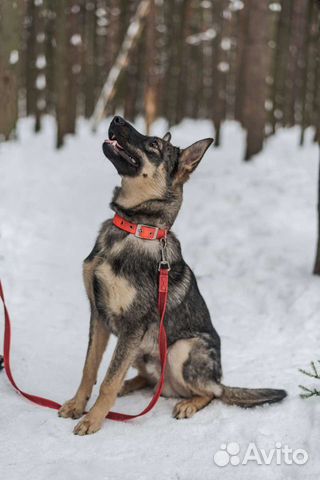 Элвин 9 месяцев в дар
