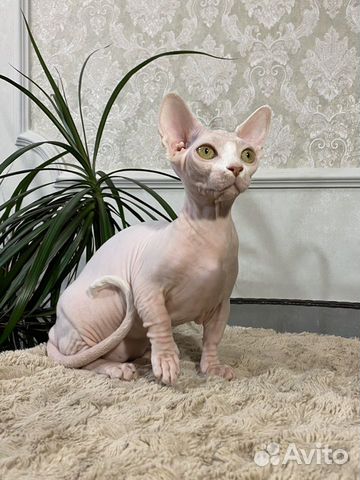 Девочка бамбино