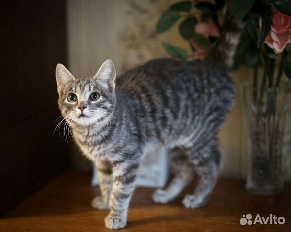 Кошки в добрые руки