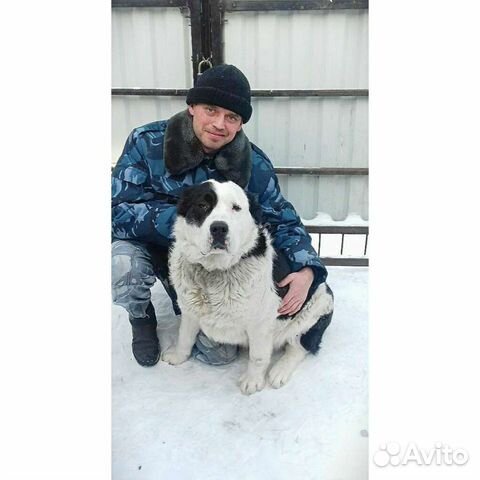 Собака 5 лет Среднеазиатская овчарка
