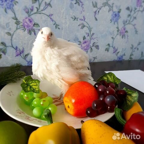 Перепелки. Продаю молодняк перепела Техас (мясная)