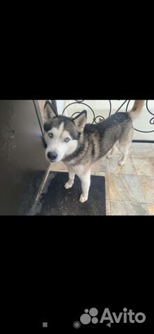 Сибирский хаски