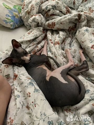 Канадский сфинкс девочка вязка