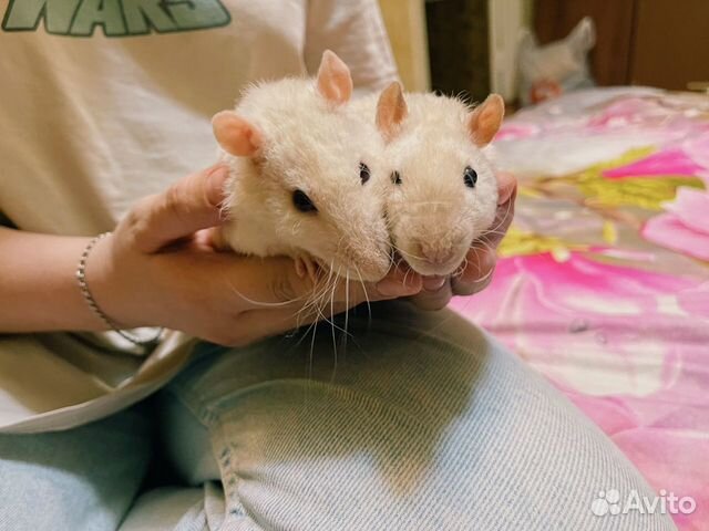 Крыса рекс кудрявая