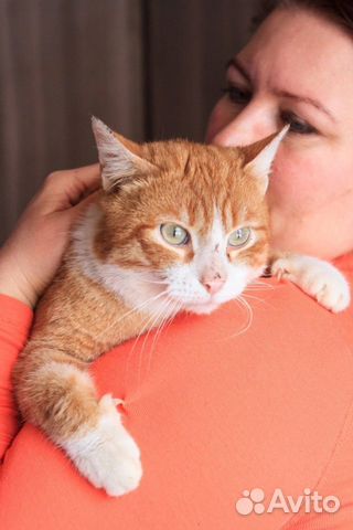 Котик в добрые руки