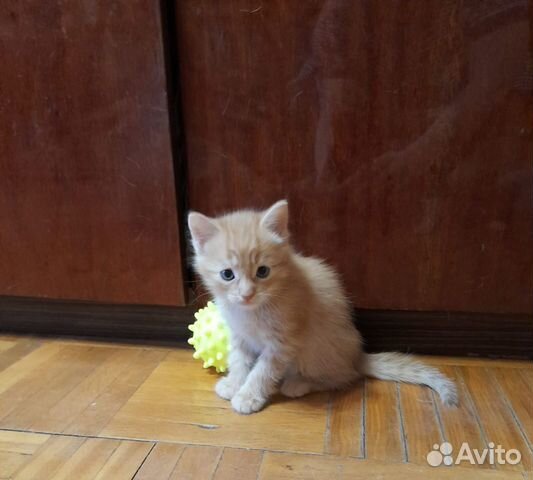 Здравствуйте, меня зовут котенок Иржик. А Вас)