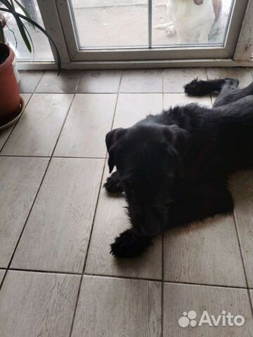 Собаки потеряшки дратхар