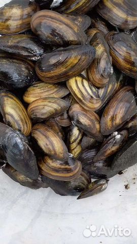 Ракушка Перловица речная живая