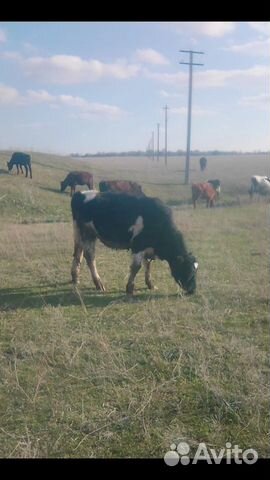 Коровы и телки