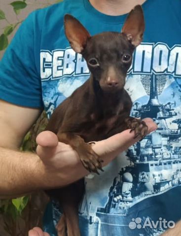 Мини той-терьер