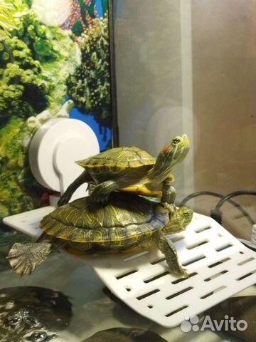 Красноухая черепаха