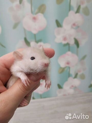 Декоративная крыса