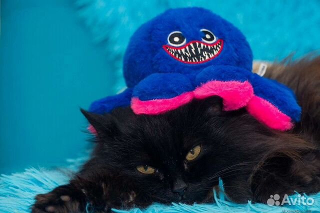 Кошка Венера