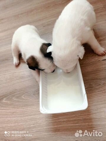 Замечательные щеночки в дар