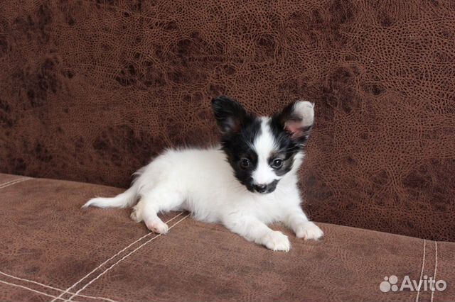 Милашка папийоночка