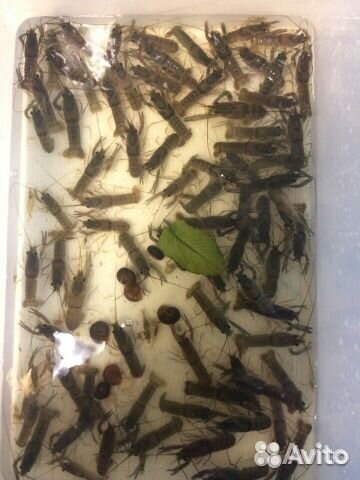 Малек австралийского рака