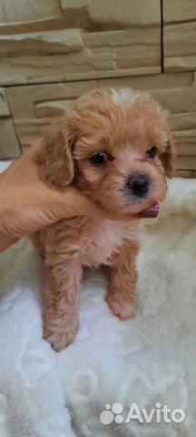 Щенки мальтипу