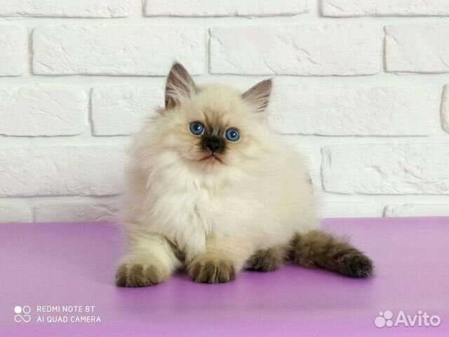 Невская маскарадная