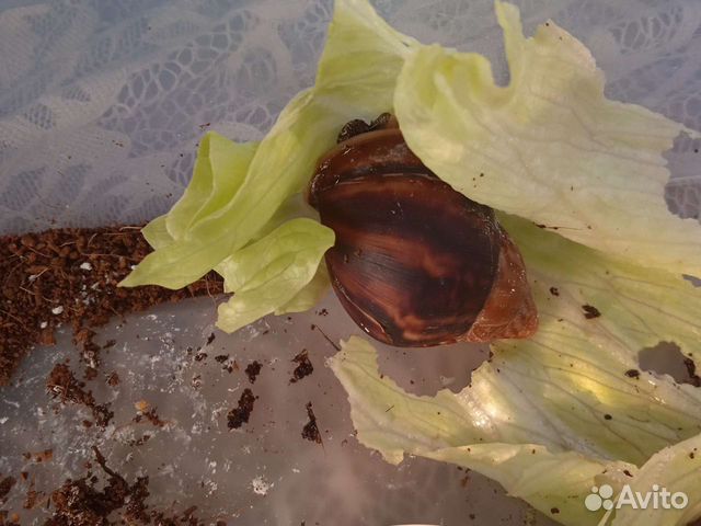 Улитка Ахетин