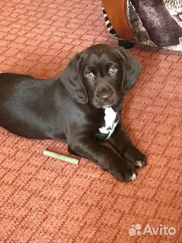 Щенки фокстерьера