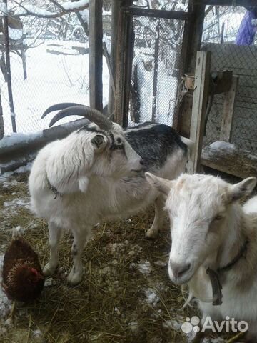 Козы котные