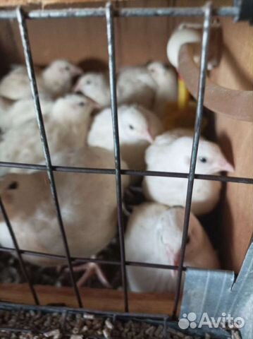 Петушки перепелов