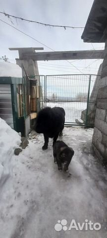 Щенки тибетского мастива бесплатно