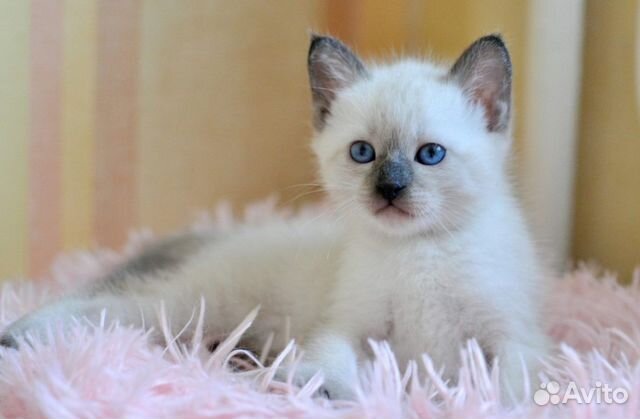 Возьму тайского котенка, или метиса