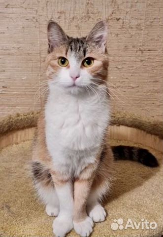 Юная кошка игрунья-попрыгунья