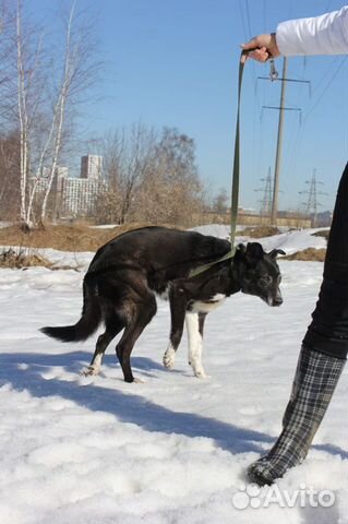 Собака в добрые руки