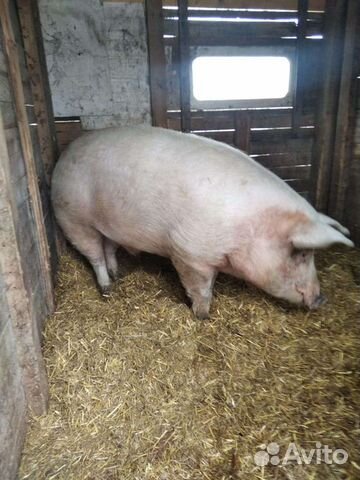 Хряк на мясо