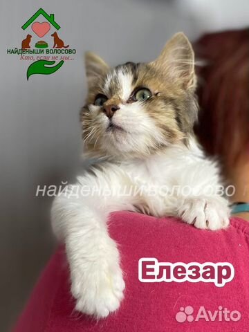Особенный котёнок для особенного человека