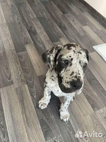 Щенок немецкого дога