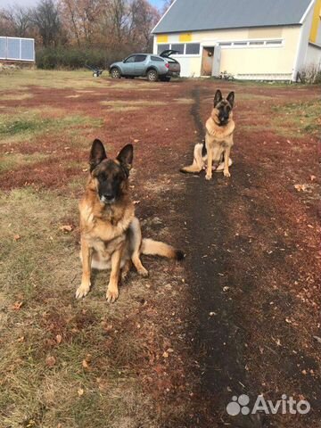 Щенки немецкой овчарки