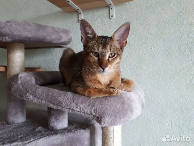 Абиссинская кошка