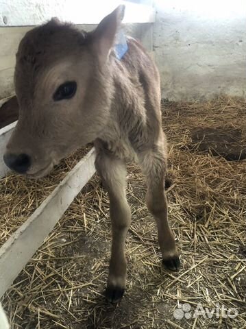 Телочки Джейсерская порода