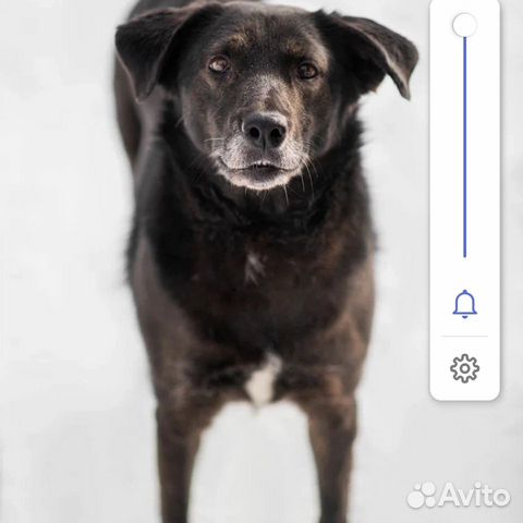 Дворняжнка