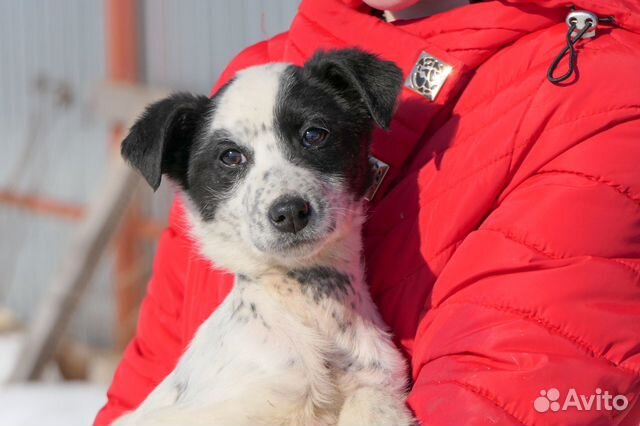 Щенок метис