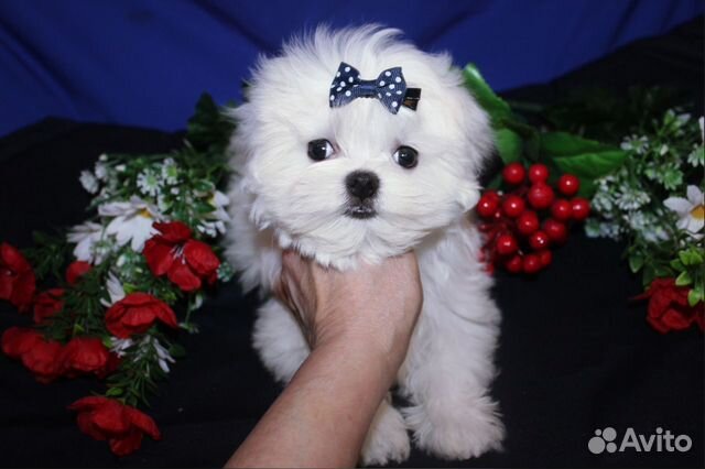 Очень красивый мальчик мальтезе 2,5 мес