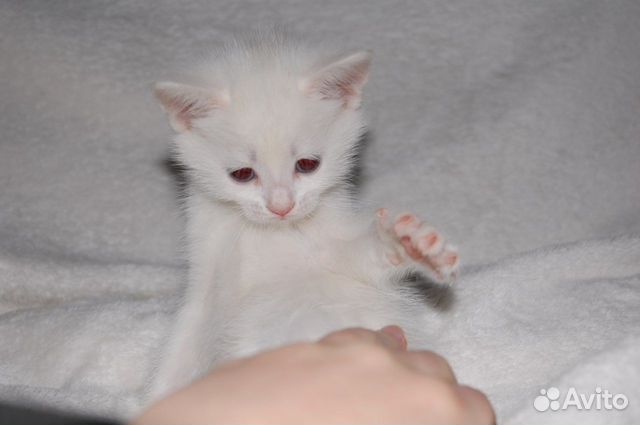 Котенок. Котята