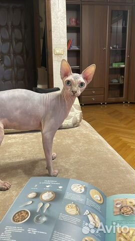 Канадский свинкс