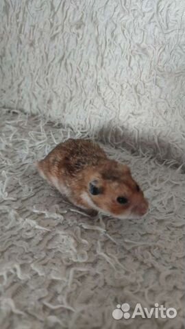 Сирийский хомяк бесплатно