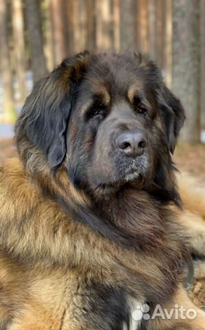 Щенки леонбергер