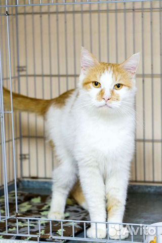 Невероятный Батоша в добрые руки