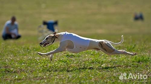 Щенки уиппета